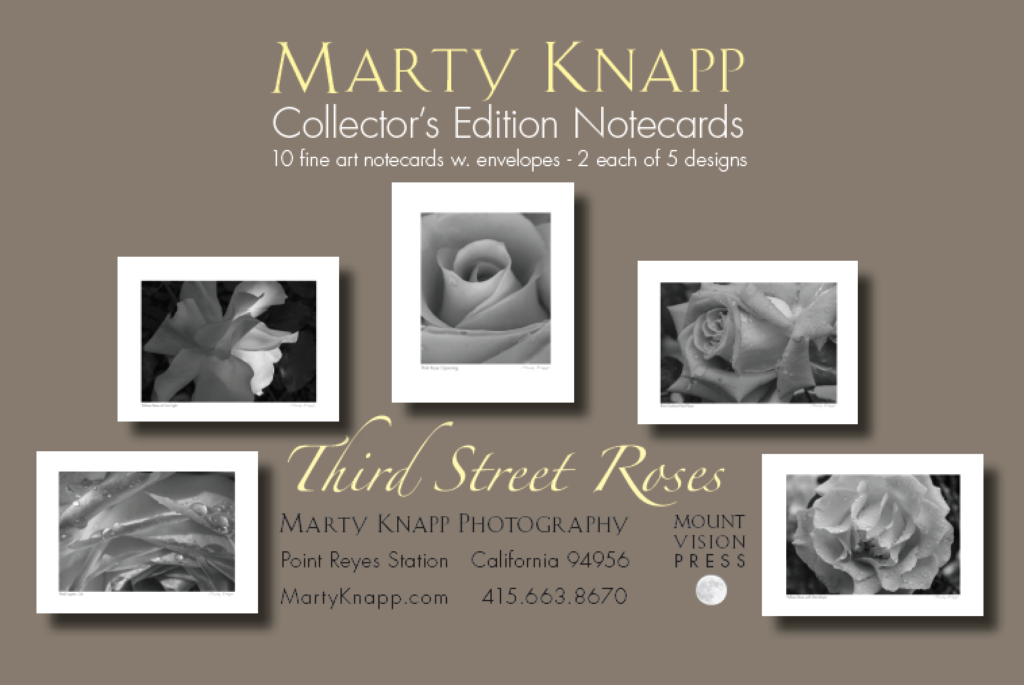 3rd Street Roses - Marty Knapp