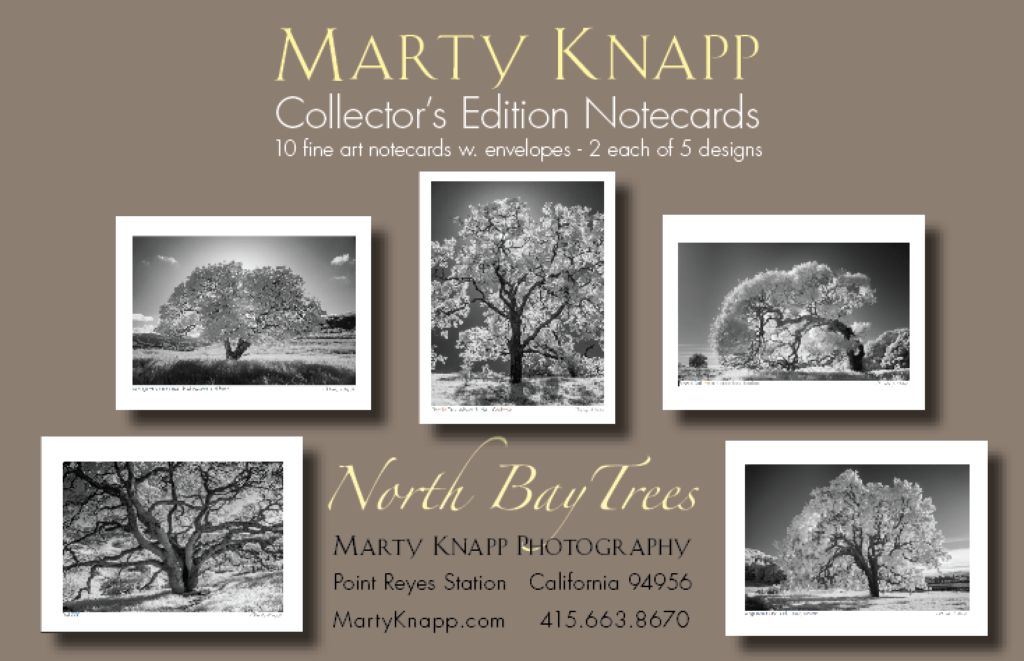 North Bay Trees Notecard Set - Marty Knapp