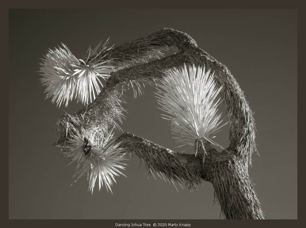 Dancing Joshua Tree - Marty Knapp