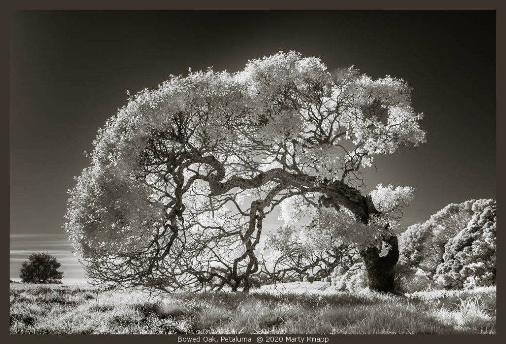 Bowed Oak - Marty Knapp