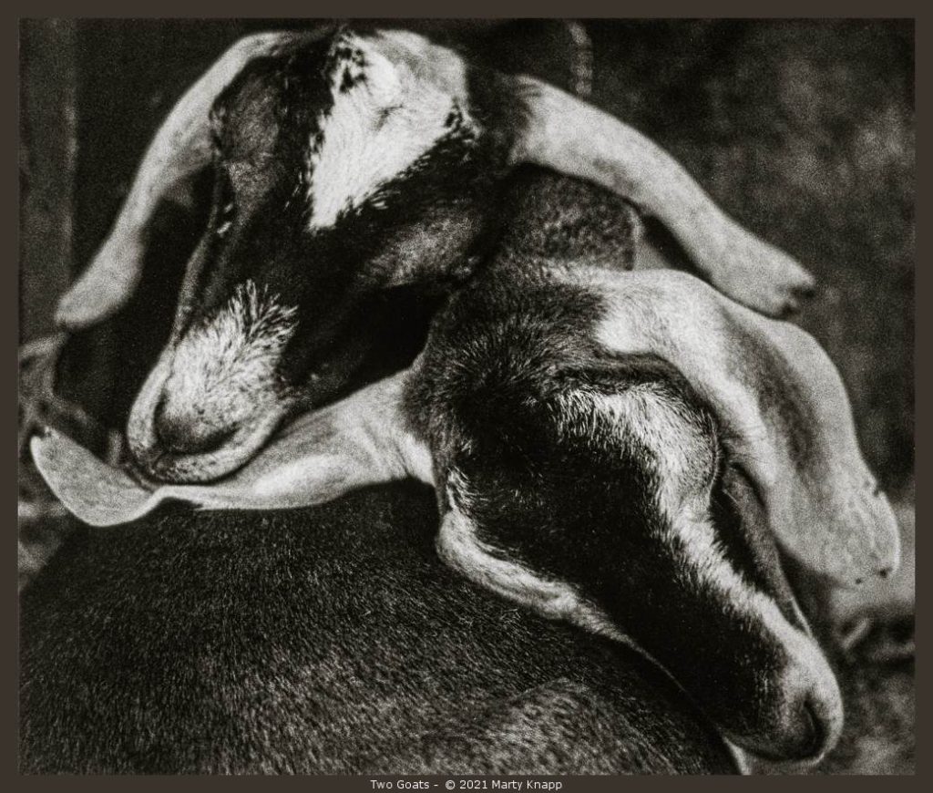 Structures & Animals Archives - Marty Knapp