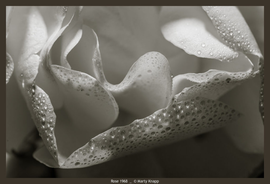 Rose 1968 - Marty Knapp