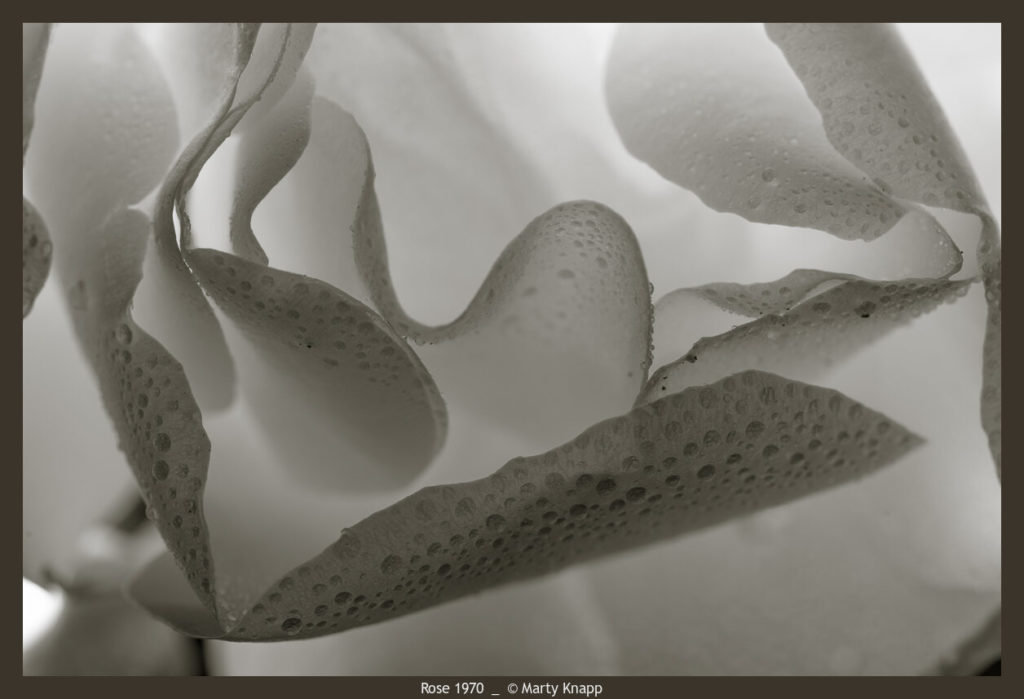 Rose 1960 - Marty Knapp