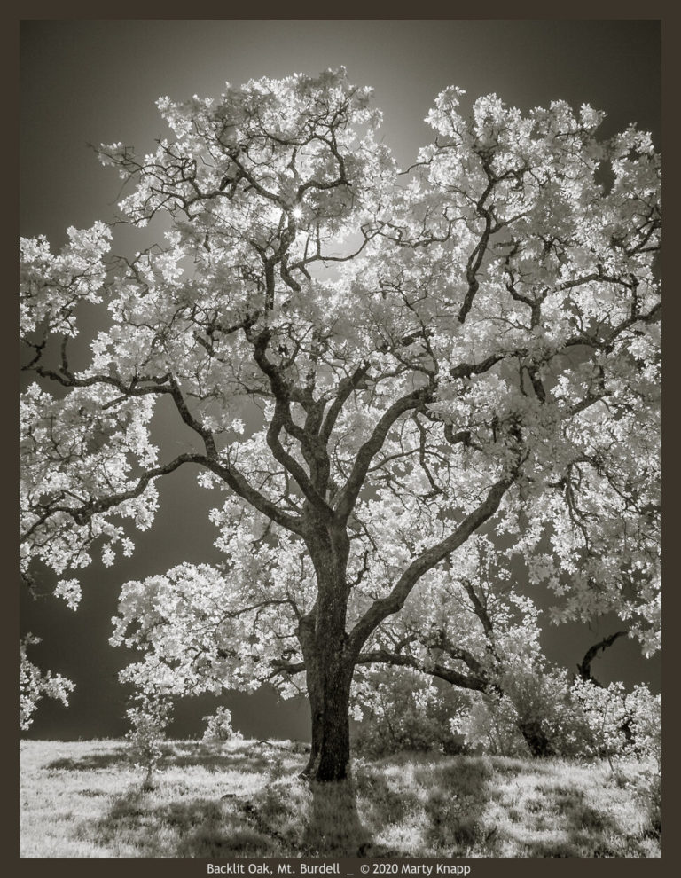 Backlit Oak - Marty Knapp