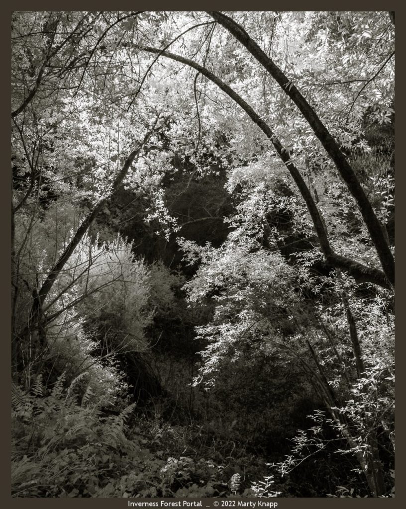 Inverness Forest Portal - Marty Knapp