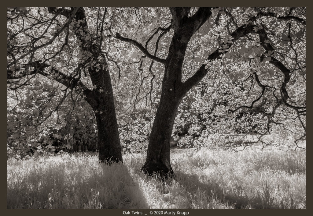 Infrared Trees Archives - Marty Knapp