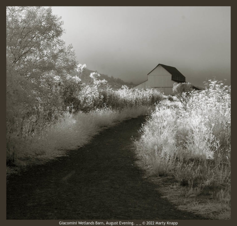 Giacomini Wetlands Barn, August Evening. - Marty Knapp