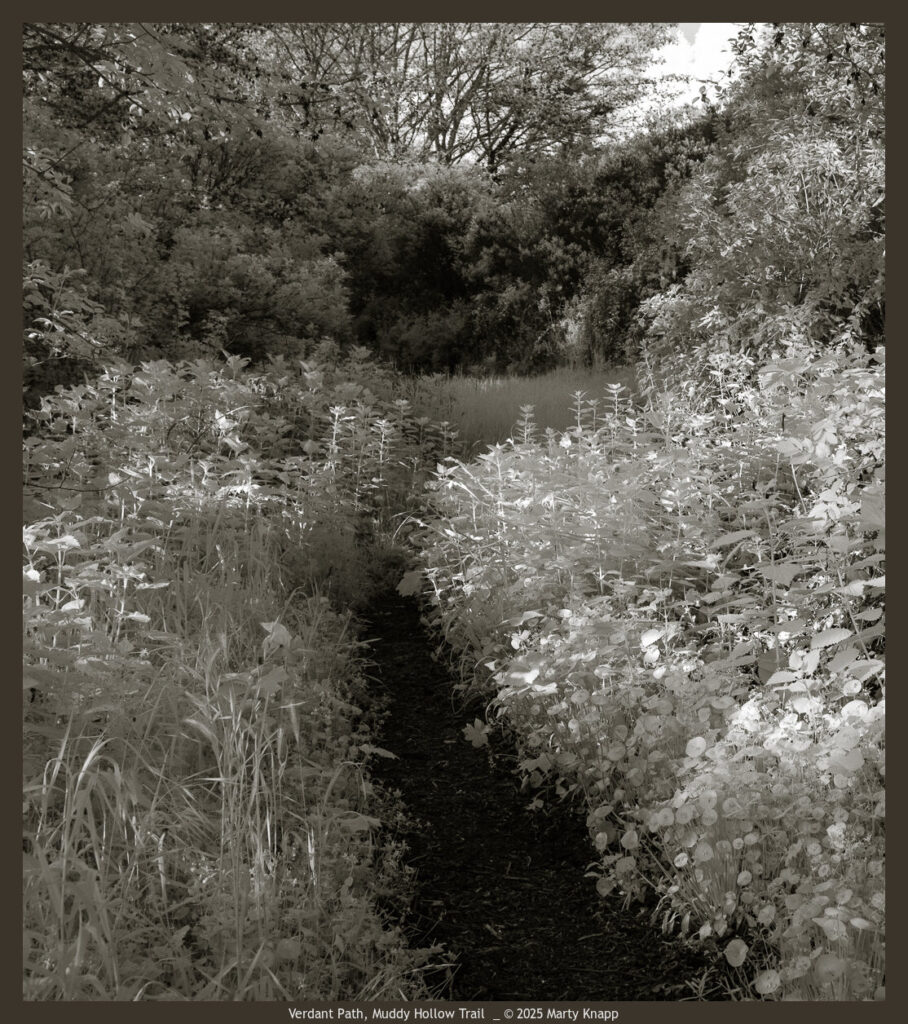 Verdant Path, Muddy Hollow Trail - Marty Knapp